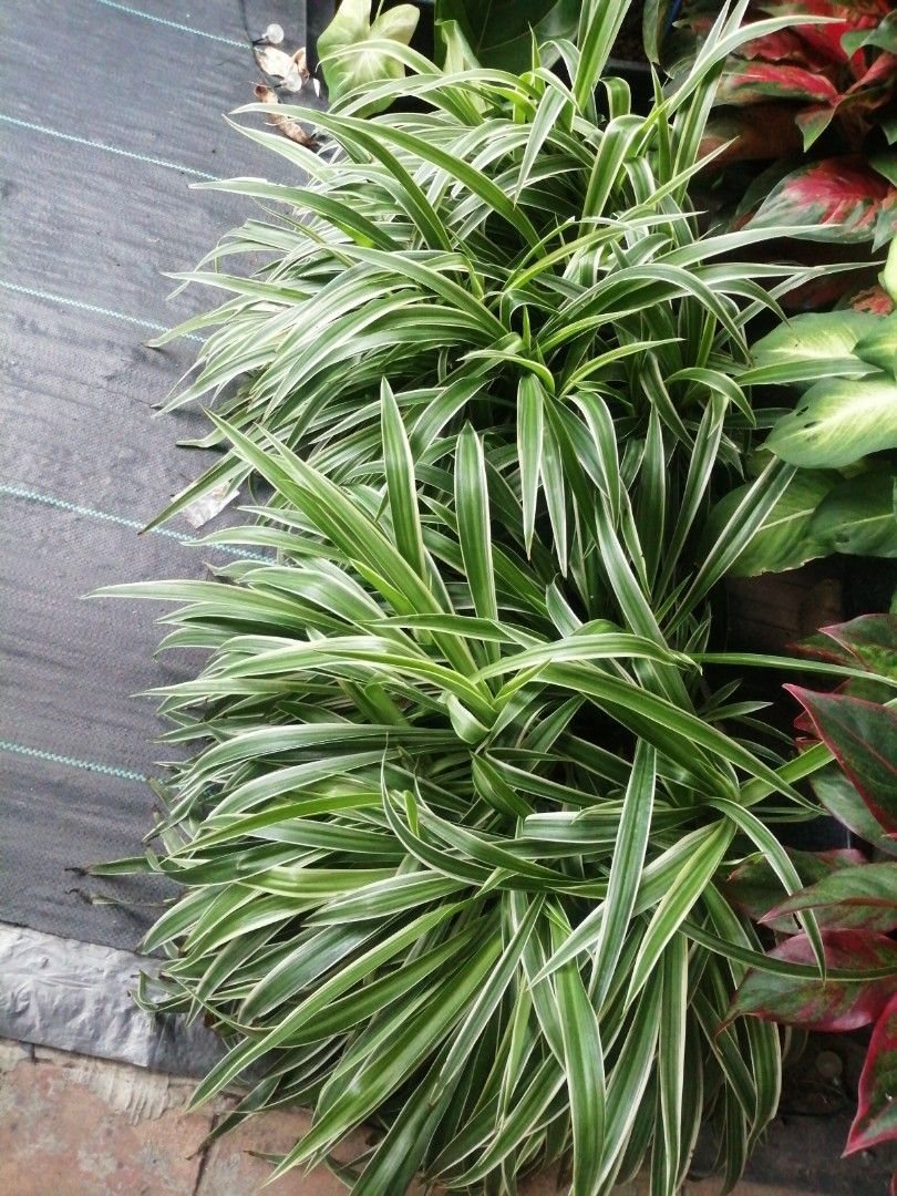 spider plant pokok spider plant lebat besar, Furniture & Home Living ...