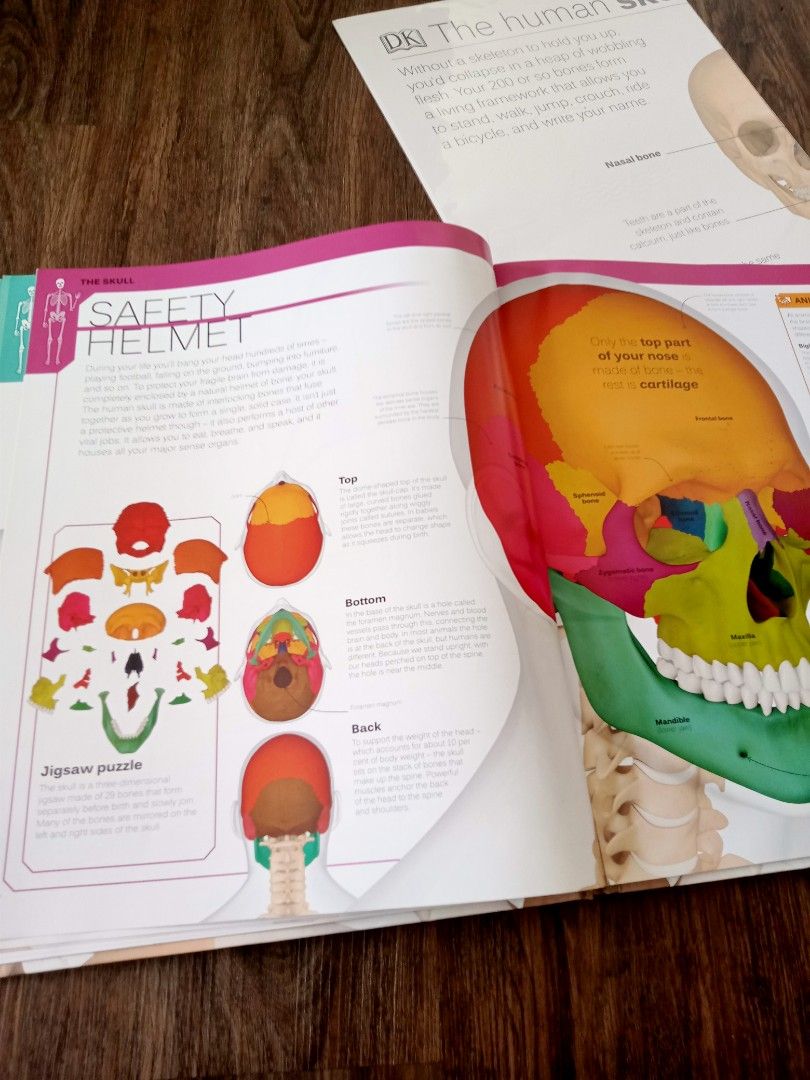 DK the skeleton book, Buku & Alat Tulis, Buku Anak-Anak di Carousell