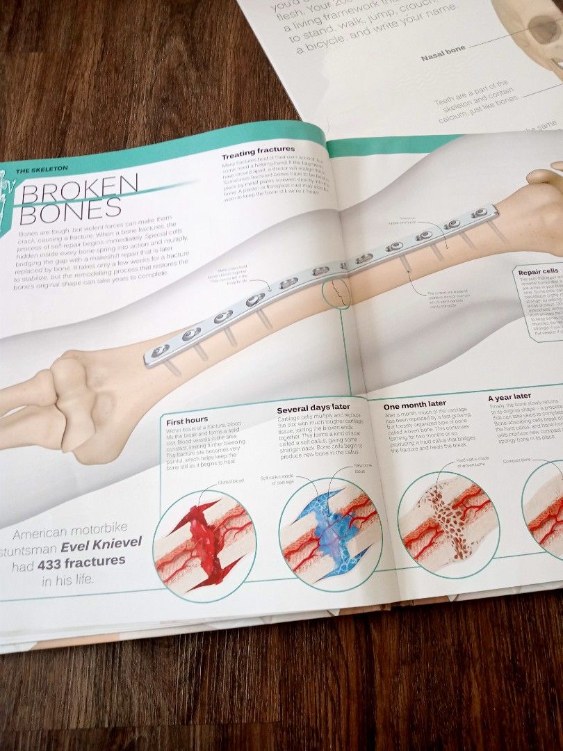 DK the skeleton book, Buku & Alat Tulis, Buku Anak-Anak di Carousell