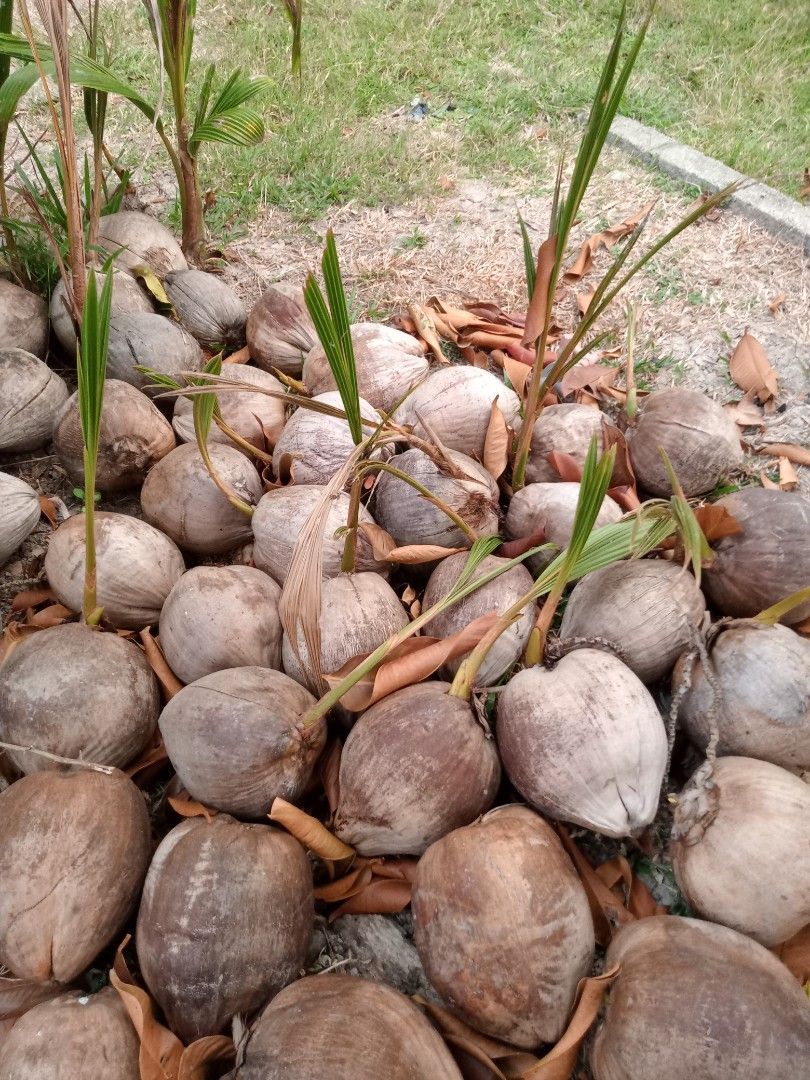 Benih kelapa SGG, Furniture & Home Living, Gardening, Plants & Seeds on Carousell