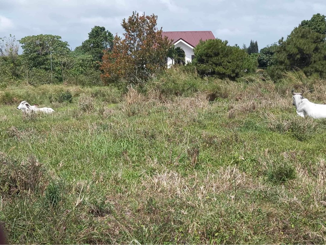 for sale Dragon fruit farm Nasugbu, Batangas, 2.5 hectares, Property ...