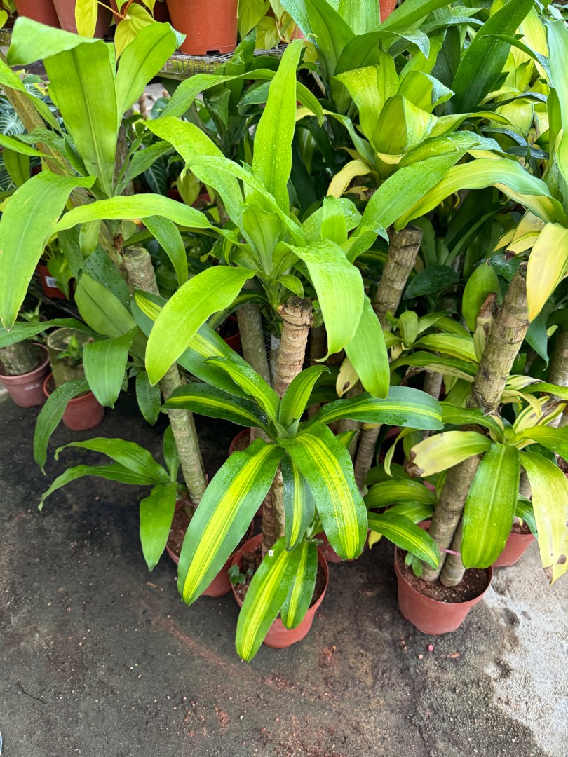 Iron trees 3 stem 1meter height free fertiliser 0.5kg doorstep deliver ...