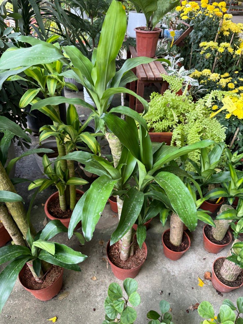 Iron trees 3 stem 1meter height free fertiliser 0.5kg doorstep deliver ...