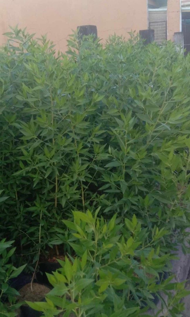 nedra conocarpus 5ft., Furniture & Home Living, Gardening, Plants ...