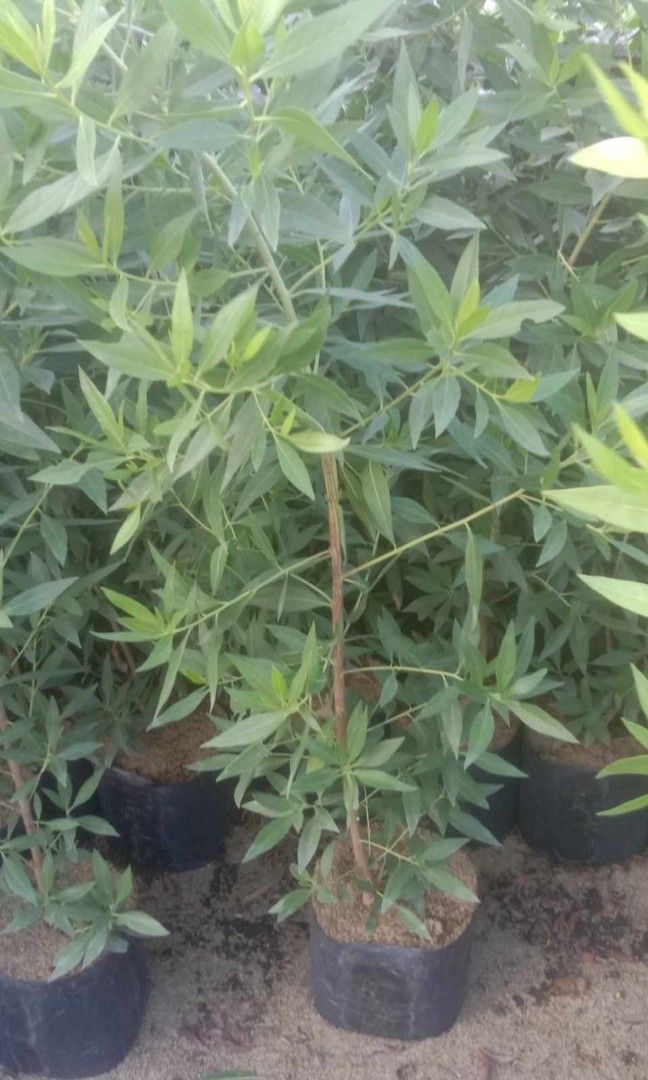 nedra conocarpus 5ft., Furniture & Home Living, Gardening, Plants ...