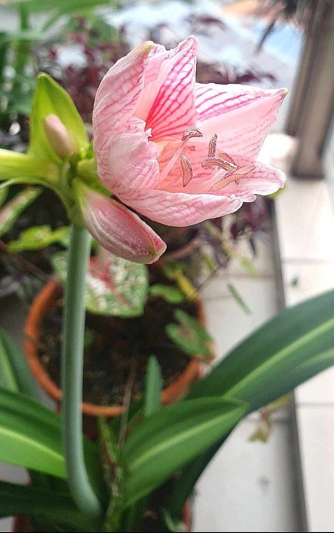 Pink lily bulbs (Jersey Lily), Furniture & Home Living, Gardening ...