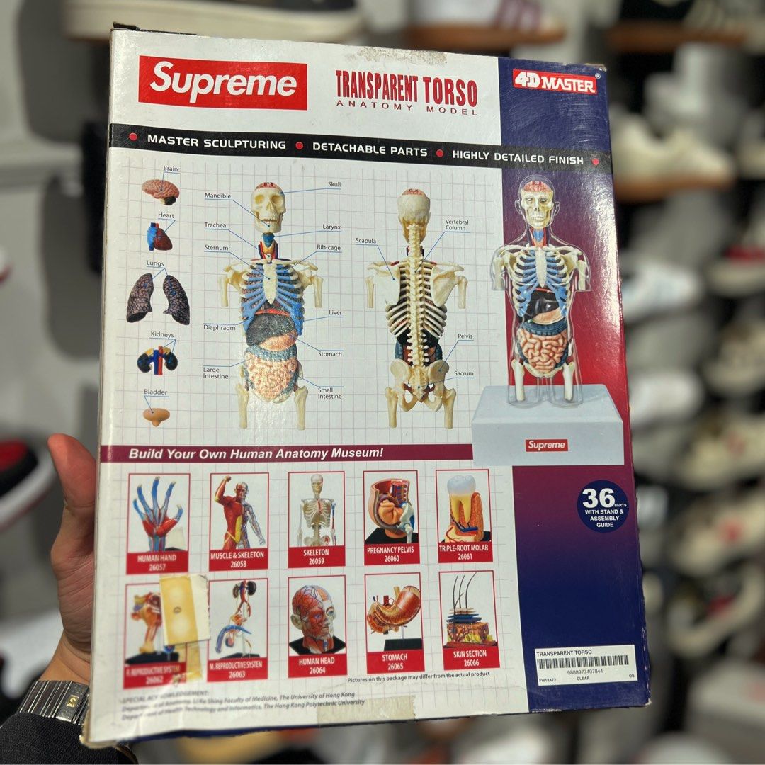 Supreme Male/Female Anatomy Model set, Hobbies & Toys, Toys & Games on ...