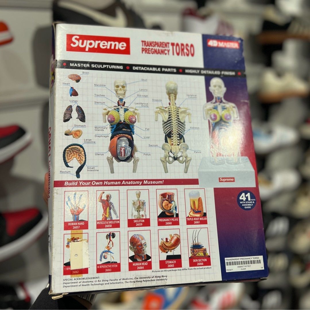 Supreme Male/Female Anatomy Model set, Hobbies & Toys, Toys & Games on ...