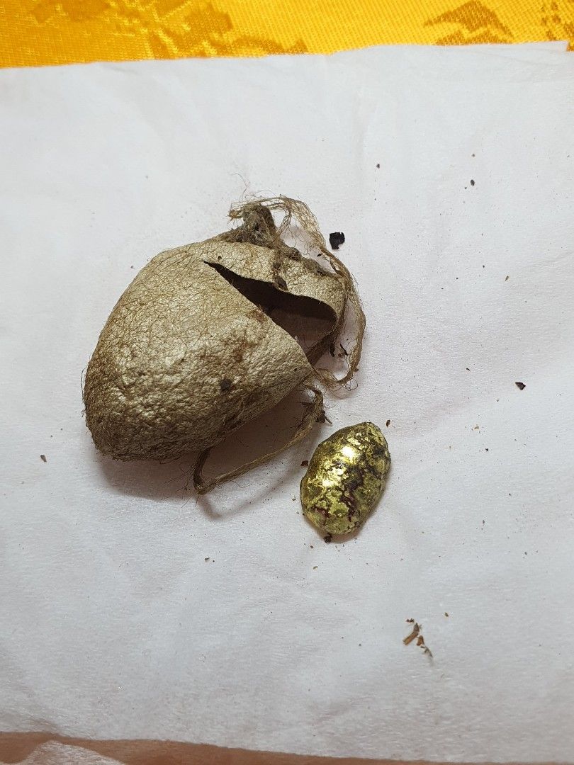 Kepompong besi kuning, Hobbies & Toys, Memorabilia & Collectibles ...