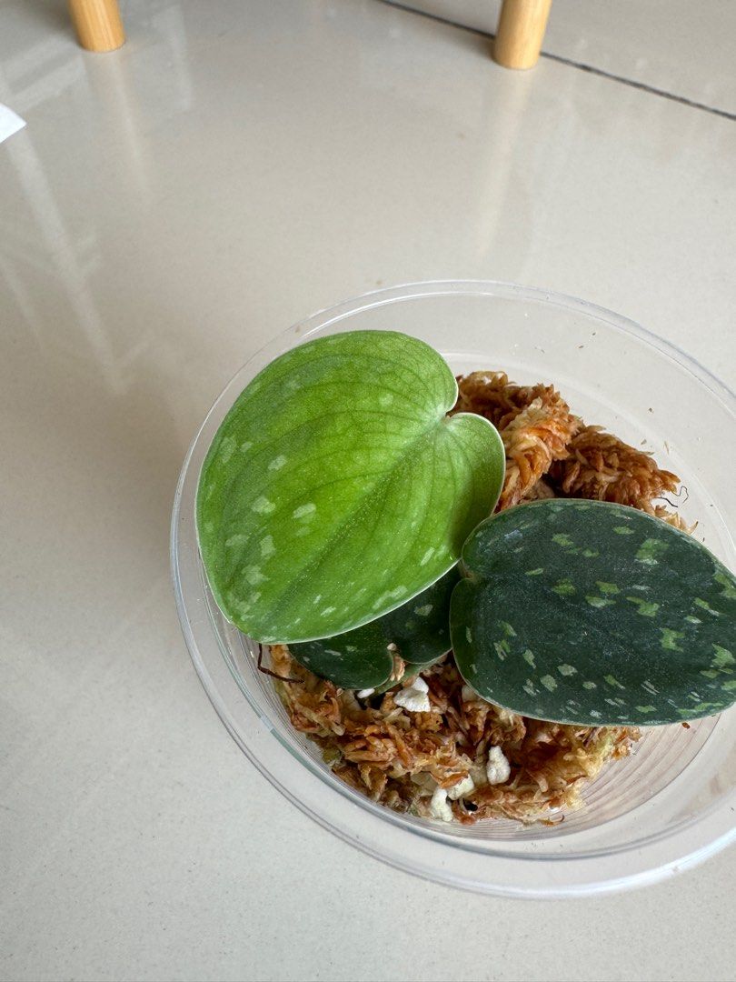 Scindapsus Snake Scale Stabilo, Furniture & Home Living, Gardening ...
