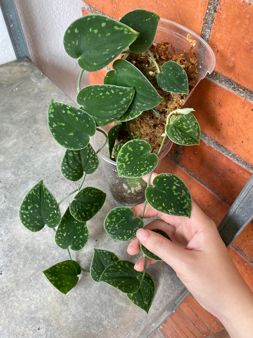Scindapsus Snake Scale Stabilo, Furniture & Home Living, Gardening ...