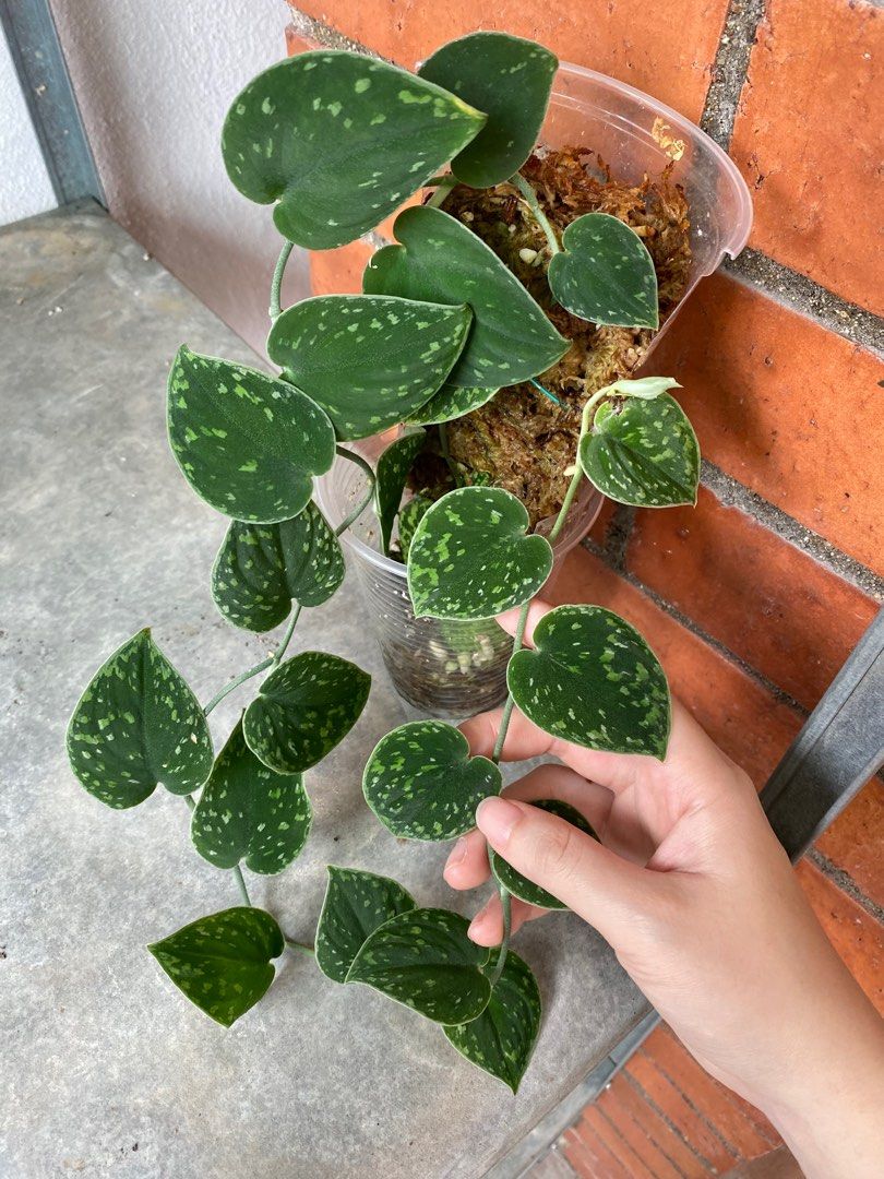 Scindapsus Snake Scale Stabilo, Furniture & Home Living, Gardening ...