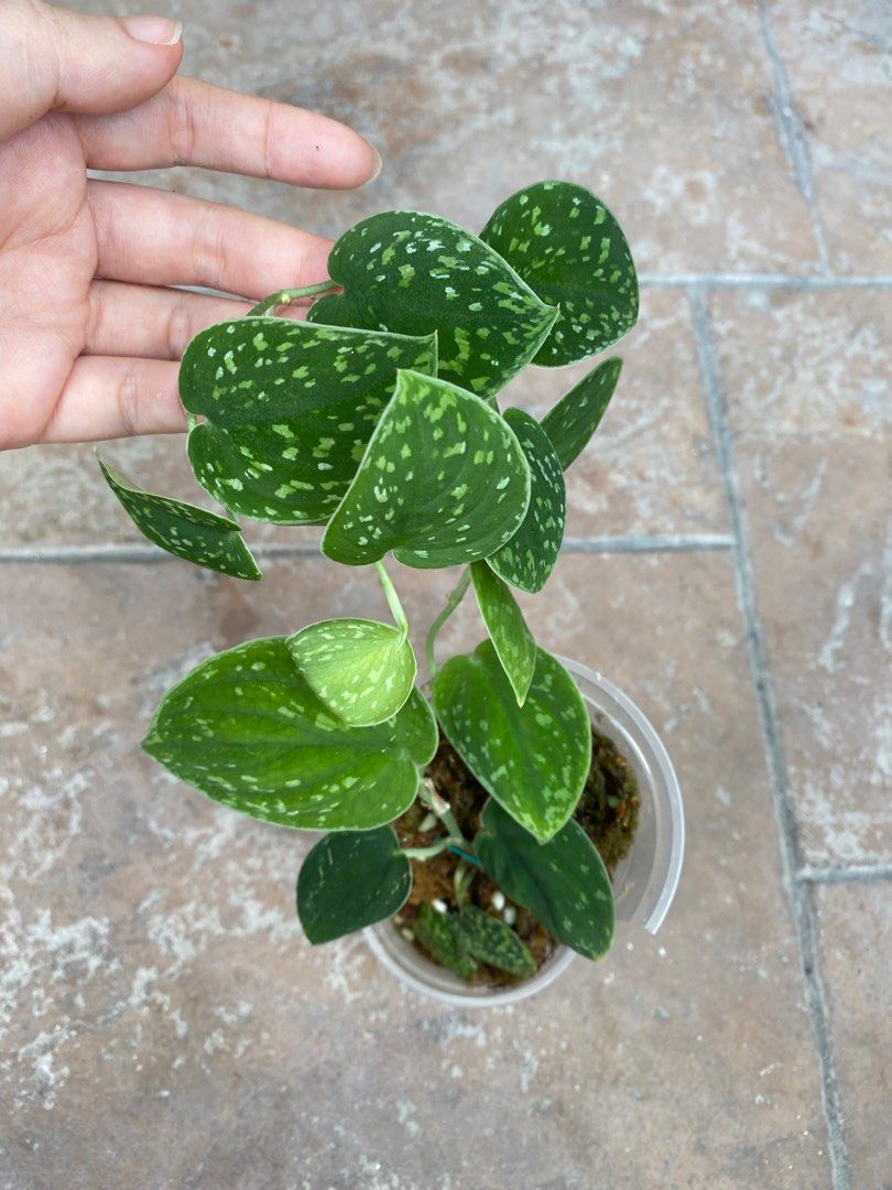Scindapsus Snake Scale Stabilo, Furniture & Home Living, Gardening ...