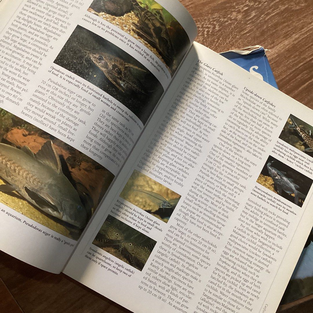 ANIMALS BOOK SET | How to care a Horse and Goldish and other Fish ...