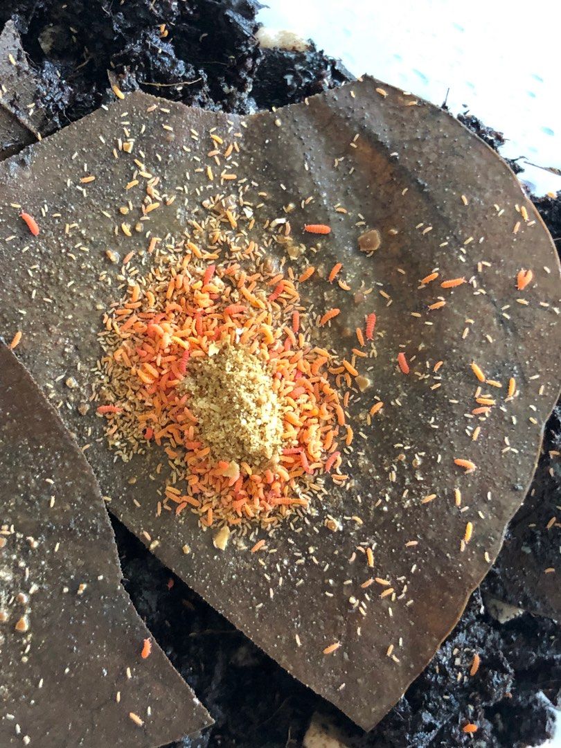 $0.80 Successful Stable Red Springtails / Orange Springtails ...