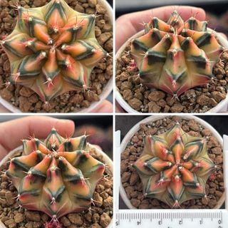 French fuchsia gymnocalycium, Furniture & Home Living, Gardening ...