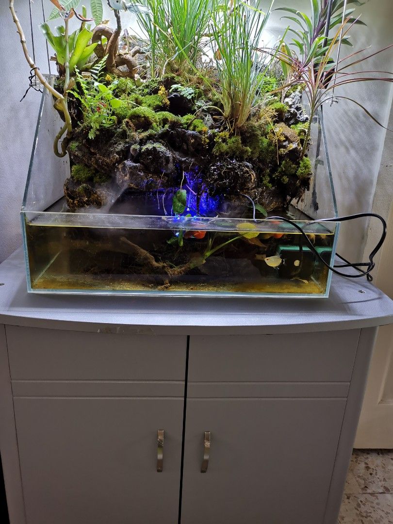 Mature paludarium tank, Pet Supplies, Homes & Other Pet Accessories on ...