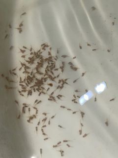 tilapia+fingerling - View all tilapia+fingerling ads in Carousell ...