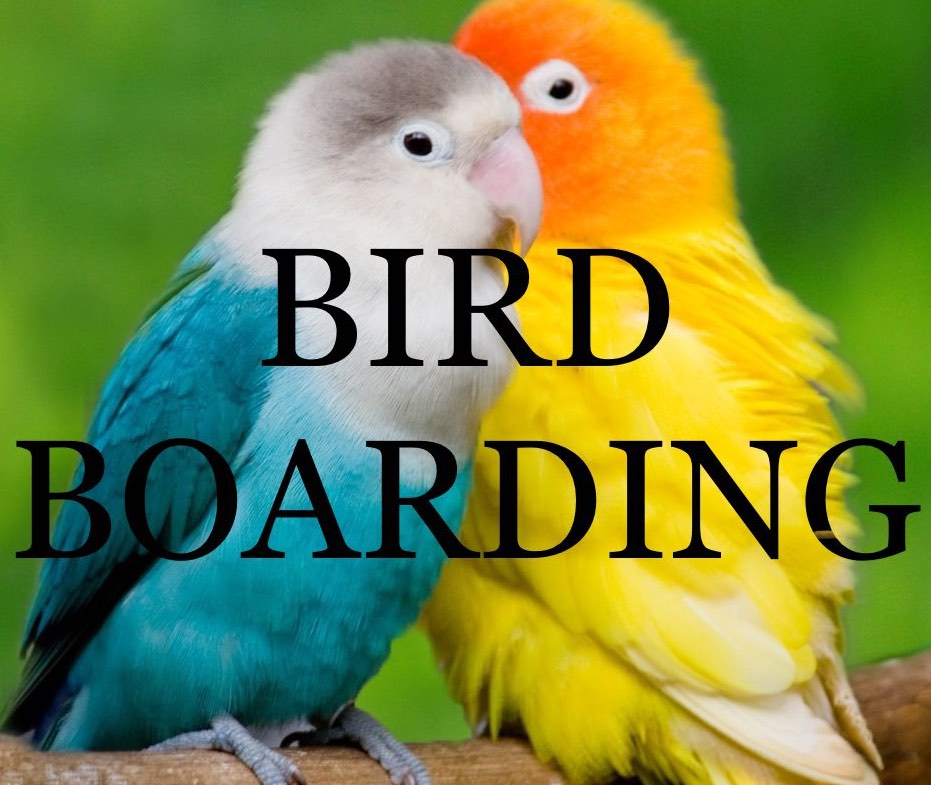 3K+ Reviews: Bird Pet boarding Sitter hotel for birds ( Parrot Lovebird ...