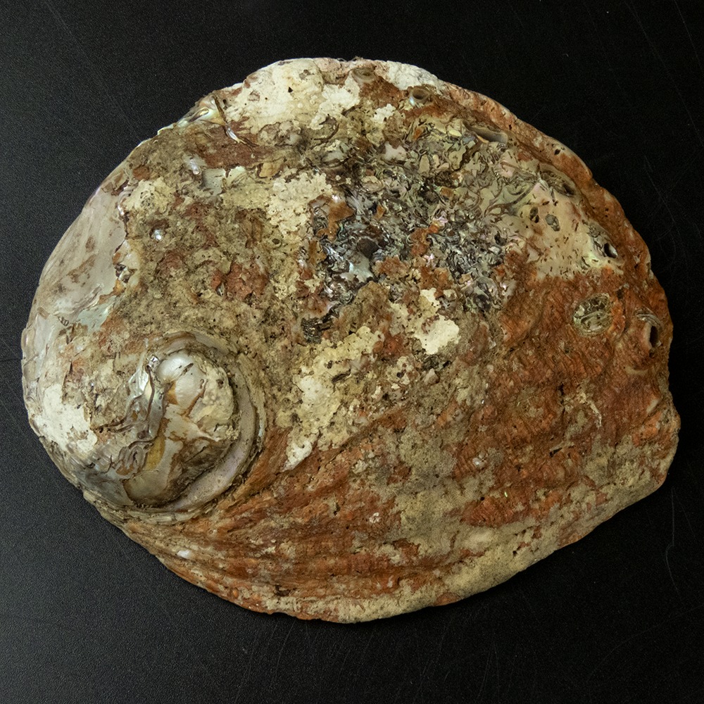 Haliotis rufescens Swainson紅 鮑魚 貝殼, 書籍、休閒與玩具, 收藏、紀念品, 其他古董在旋轉拍賣