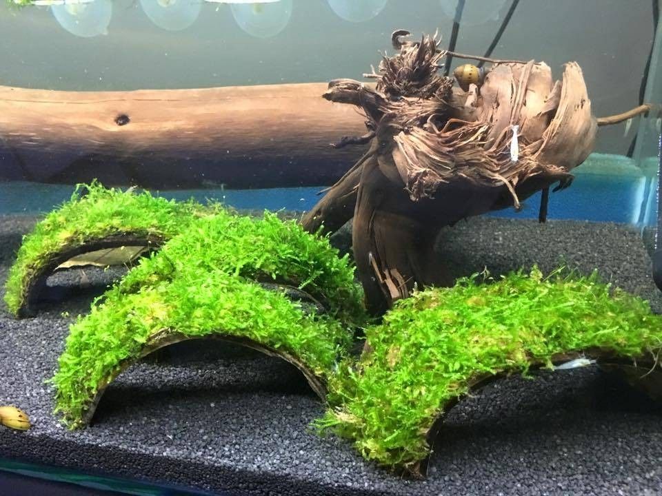 Java aquarium moss shrimp fish betta tank plant decorations, Pet ...