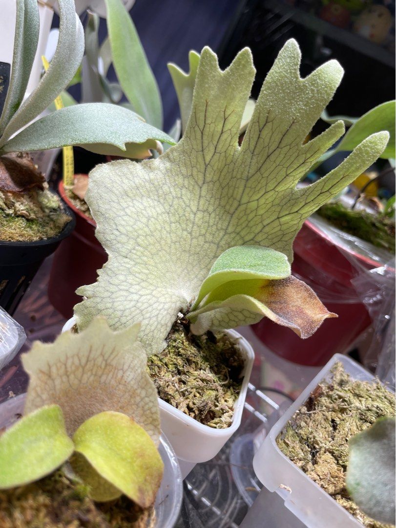 high finger spore 細尖冠澳銀孢子苗, 傢俬＆家居, 園藝, 植物及種子 - Carousell