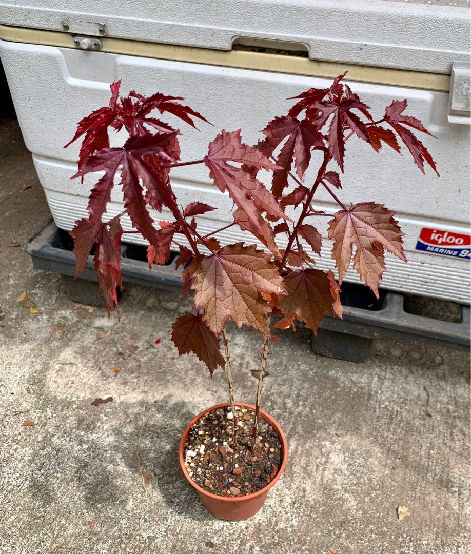 Japanese Maple (Cranberry Hibiscus), Furniture & Home Living, Gardening ...