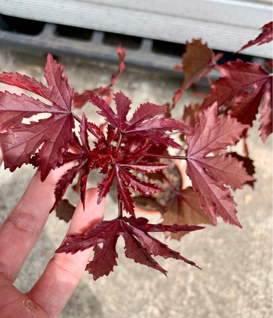 Japanese Maple (Cranberry Hibiscus), Furniture & Home Living, Gardening ...