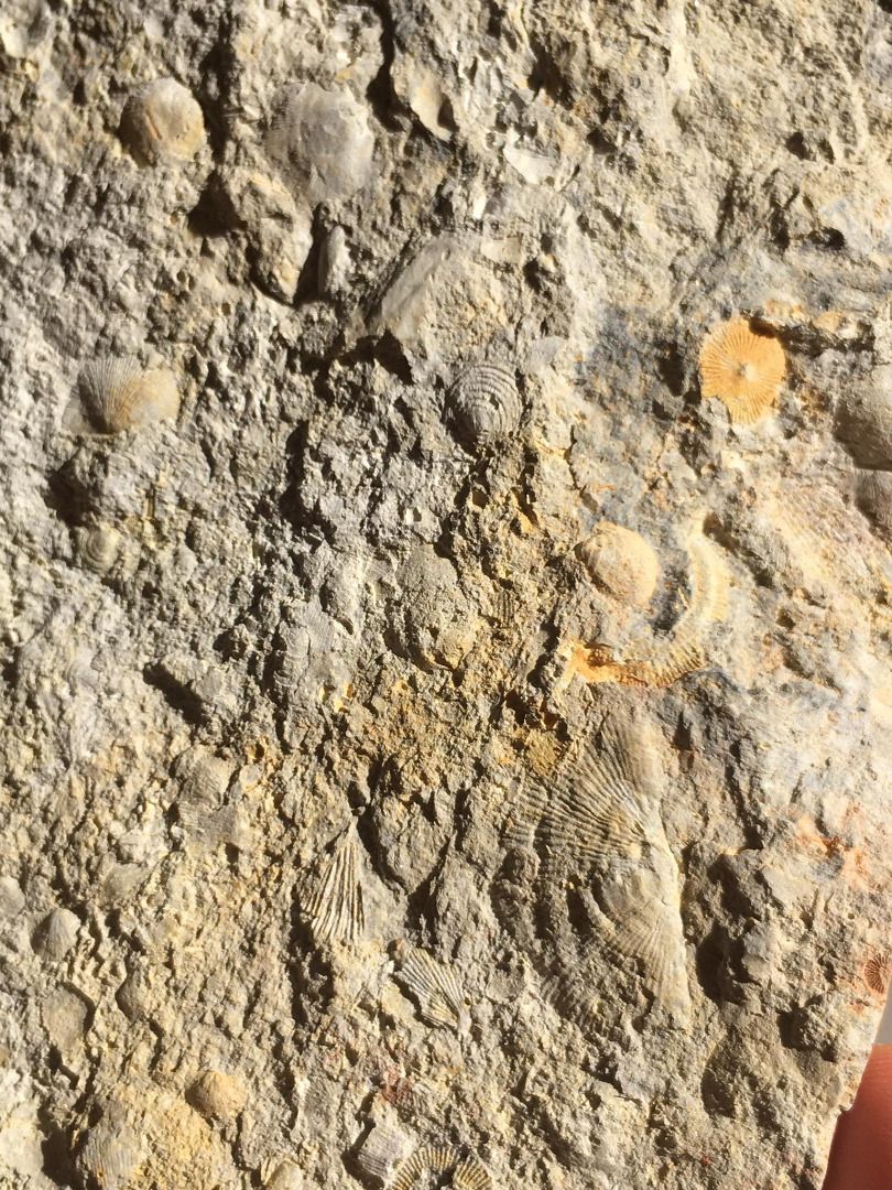 Malaysia Fossil Collection - malay batu fosil - 化石 ammonite, Hobbies ...