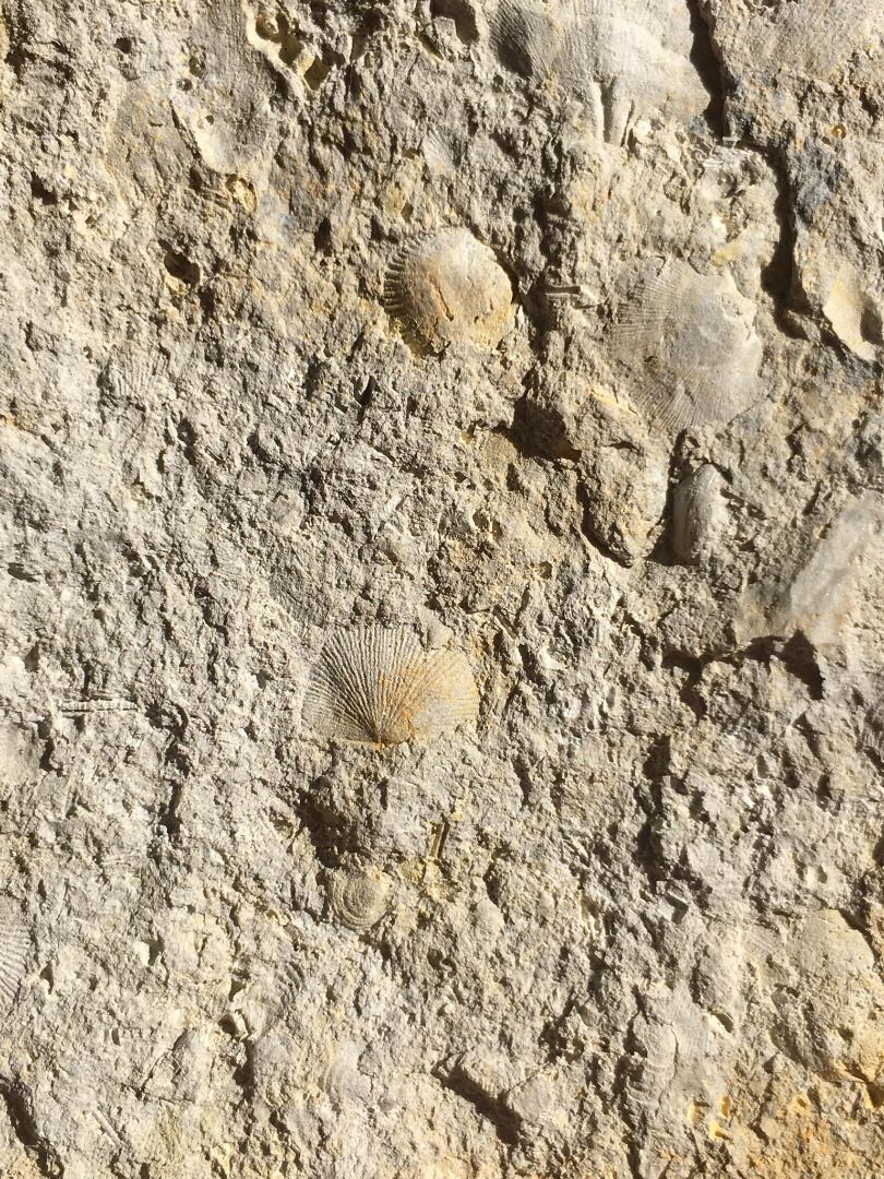 Malaysia Fossil Collection - malay batu fosil - 化石 ammonite, Hobbies ...