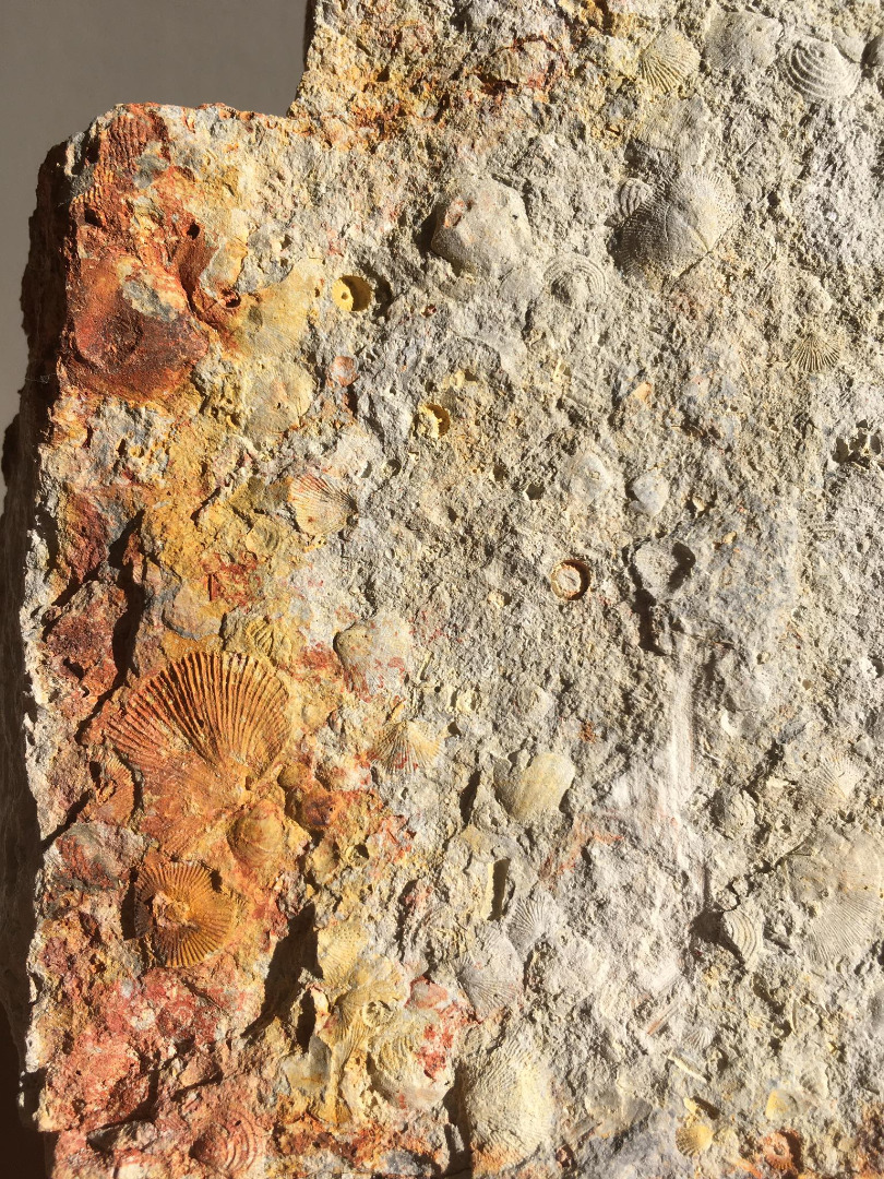 Malaysia Fossil Collection - malay batu fosil - 化石 ammonite, Hobbies ...