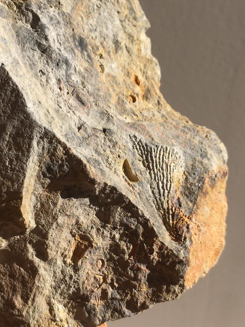 Malaysia Fossil Collection - malay batu fosil - 化石 ammonite, Hobbies ...