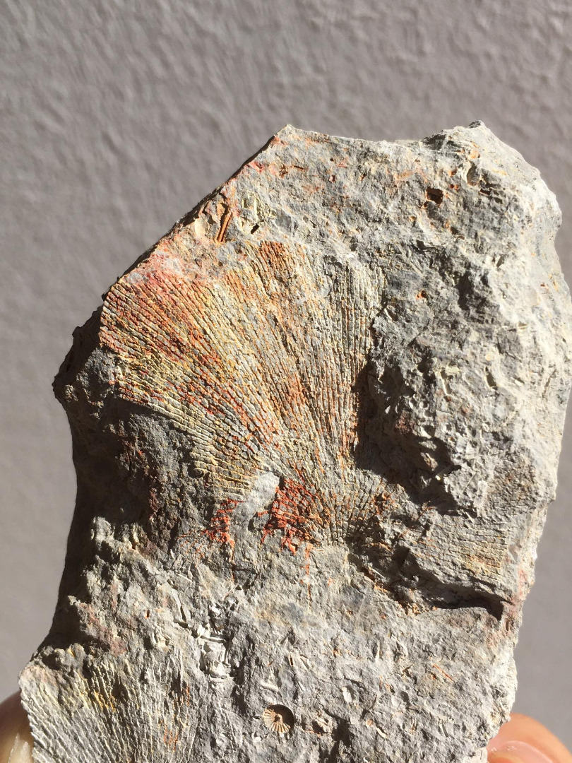 Malaysia Fossil Collection - malay batu fosil - 化石 ammonite, Hobbies ...