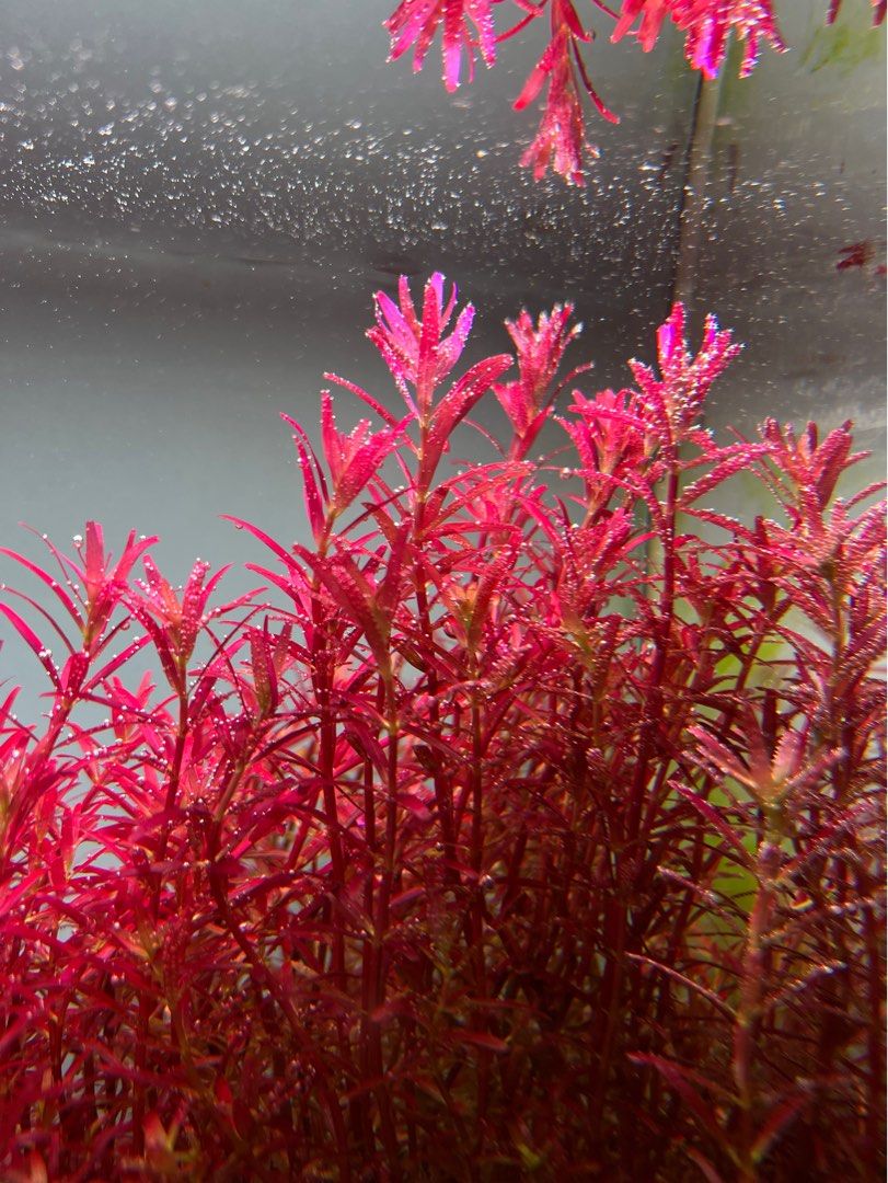 Rotala Blood Red - lmk how many stems u want , Pet Supplies, Homes ...