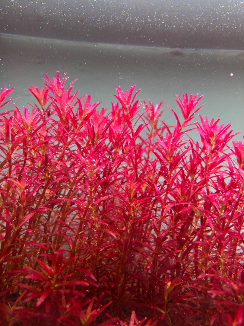 Rotala Blood Red - lmk how many stems u want , Pet Supplies, Homes ...