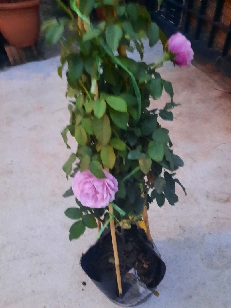 Soeur Emmanuelle Rose (own root), Furniture & Home Living, Gardening ...