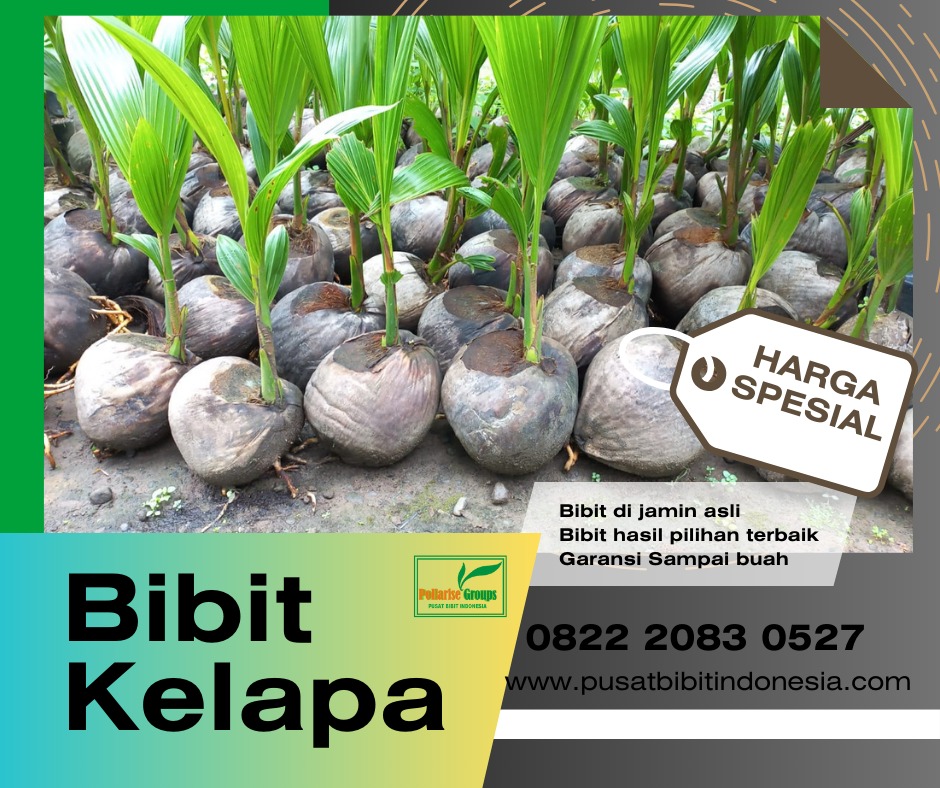 ASLI Jual Bibit Kelapa Genjah Entok Kebumen, Perkebunan di Carousell