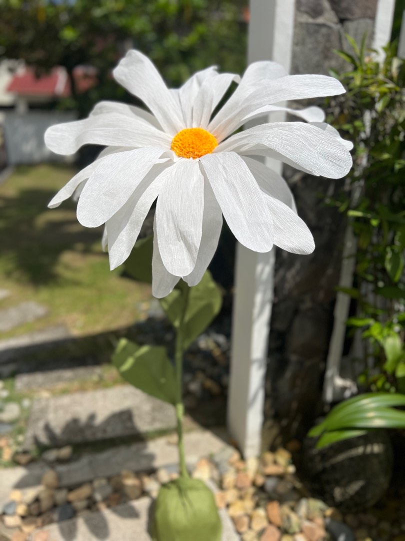 Giant Crepe Paper Flower : White Daisy, Furniture & Home Living, Home ...