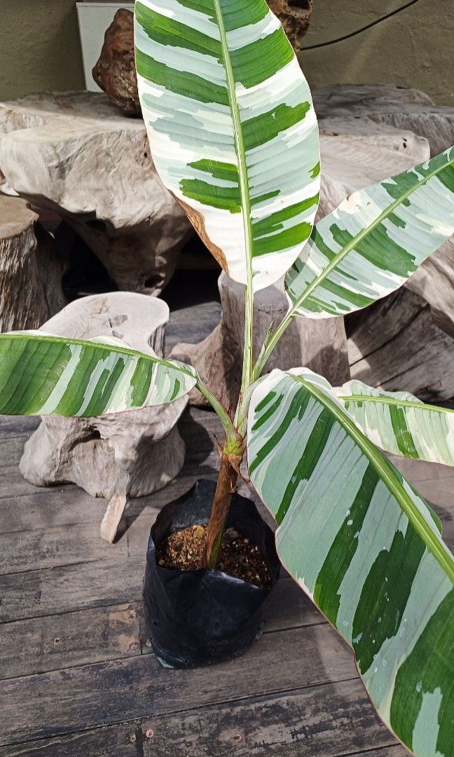 Musa Florida Variegated Banana, Furniture & Home Living, Gardening ...