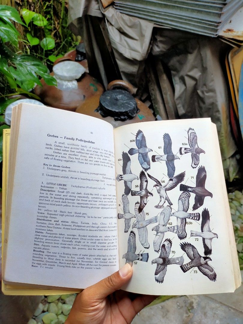Buku Vintage Field Guide to the Birds of Java and Bali, Buku & Alat ... Buku Vintage Field Guide to the Birds of Java and Bali, Buku & Alat ...