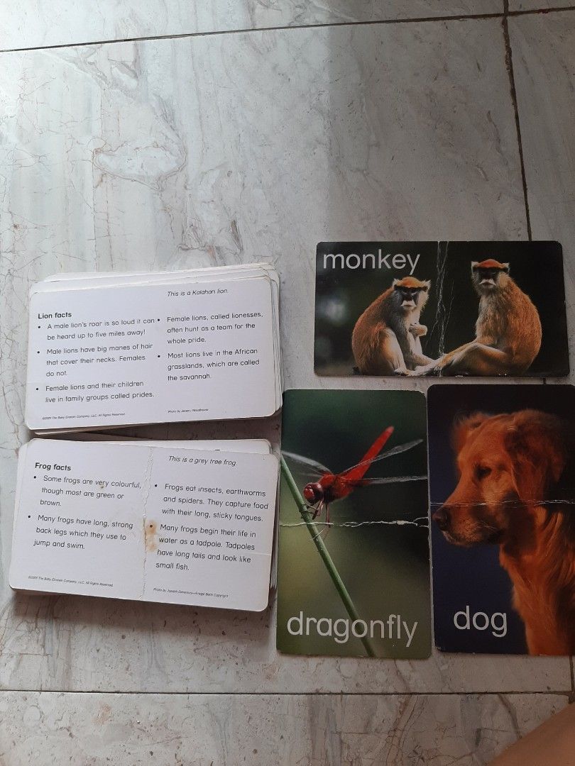 Flashcard baby einstein animal discovery cards, Buku & Alat Tulis, Buku ...