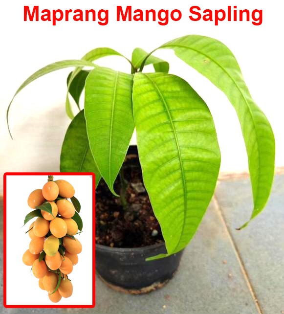 Maprang Mango (Mariam Plum) Sapling, Furniture & Home Living, Gardening ...