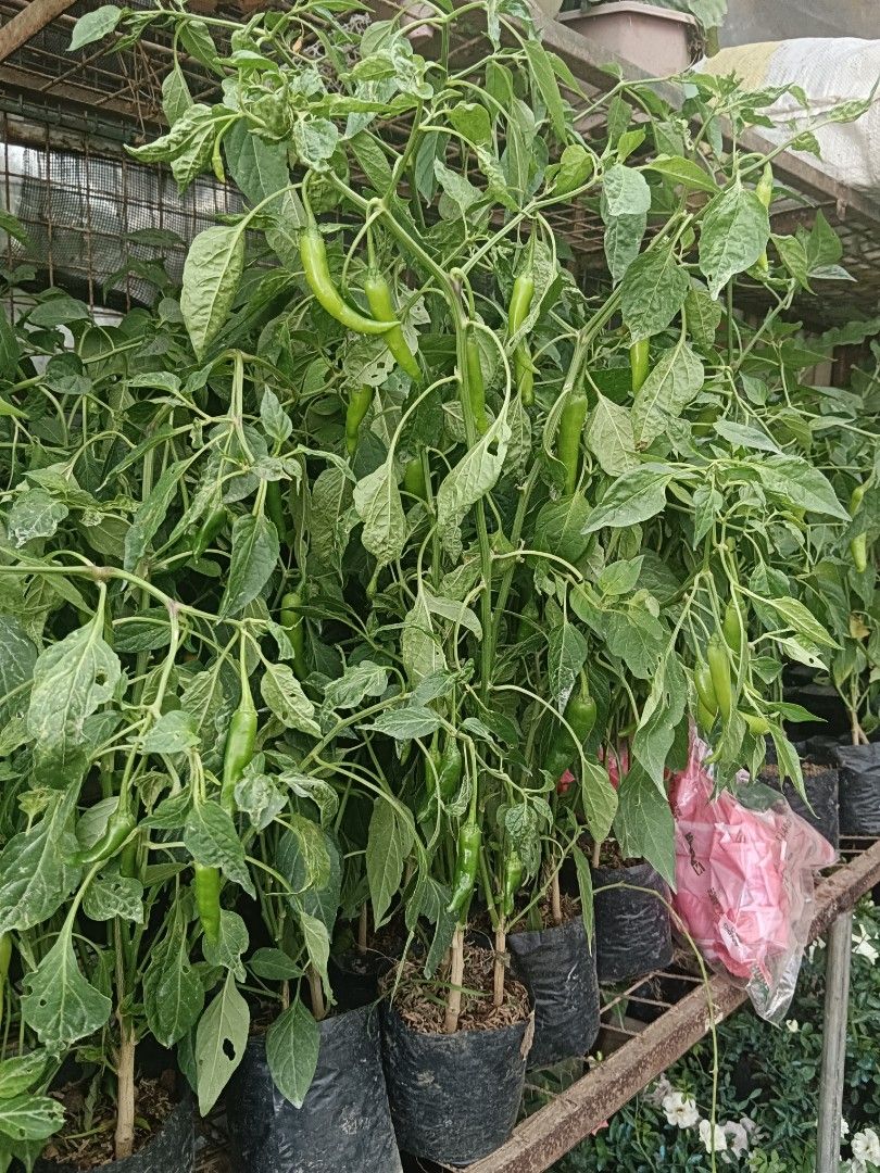 Sili panigang marami na bunga, Furniture & Home Living, Gardening ...