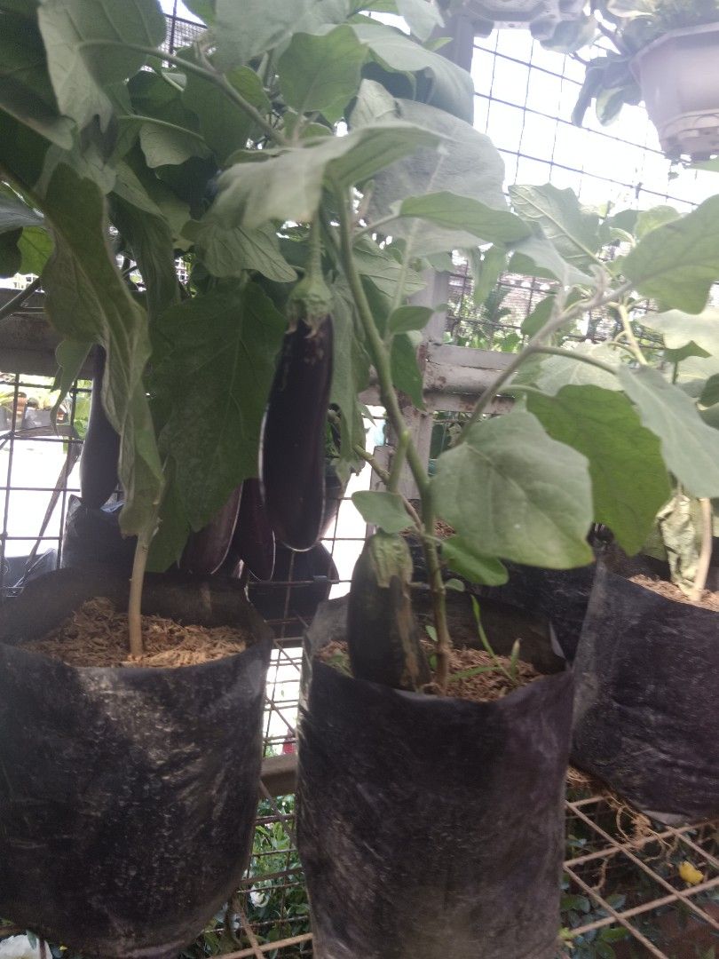 Talong plant namumunga na, Furniture & Home Living, Gardening, Plants ...