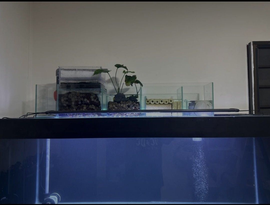 3ft, 4ft , 5ft & 6ft Aquarium Overhead Sump Filter, Pet Supplies, Homes ...