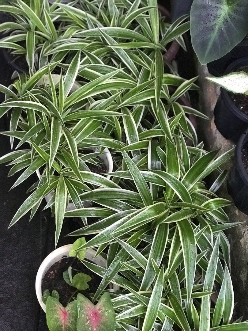 Pokok spider plant (real plant), Furniture & Home Living, Gardening ...