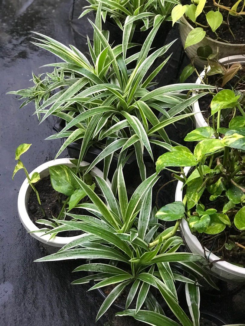 Pokok spider plant (real plant), Furniture & Home Living, Gardening ...