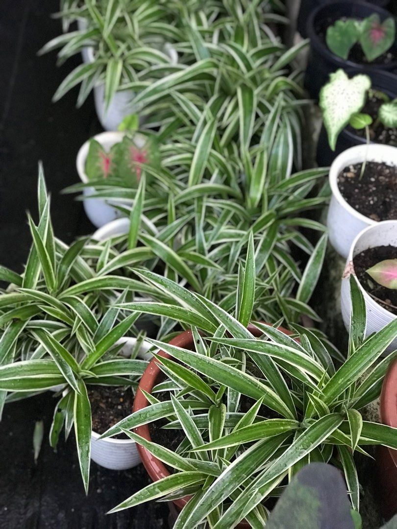 Pokok spider plant (real plant), Furniture & Home Living, Gardening ...