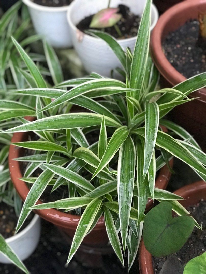 Pokok spider plant (real plant), Furniture & Home Living, Gardening ...