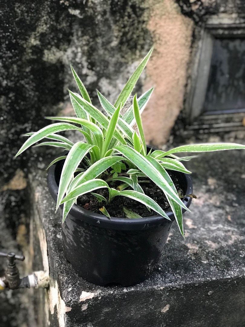 Pokok spider plant (real plant), Furniture & Home Living, Gardening ...